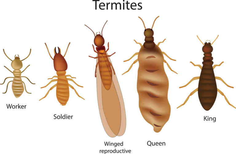 Termite Management - Termite Inspection - Termite Control & Protection
